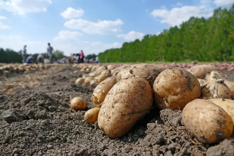 ‘World’s Largest Potato’ to Undergo DNA Testing to Prove It’s Real ...